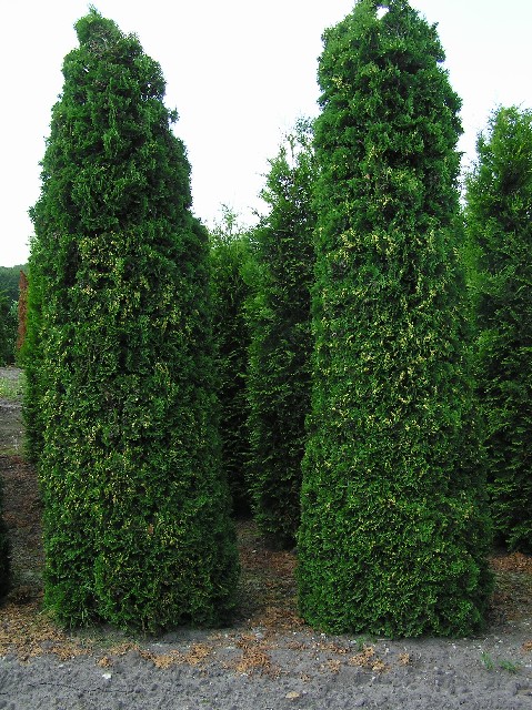 Thuja occ.'Columna' kaufen Sie günstig in unserem Online-Shop ...