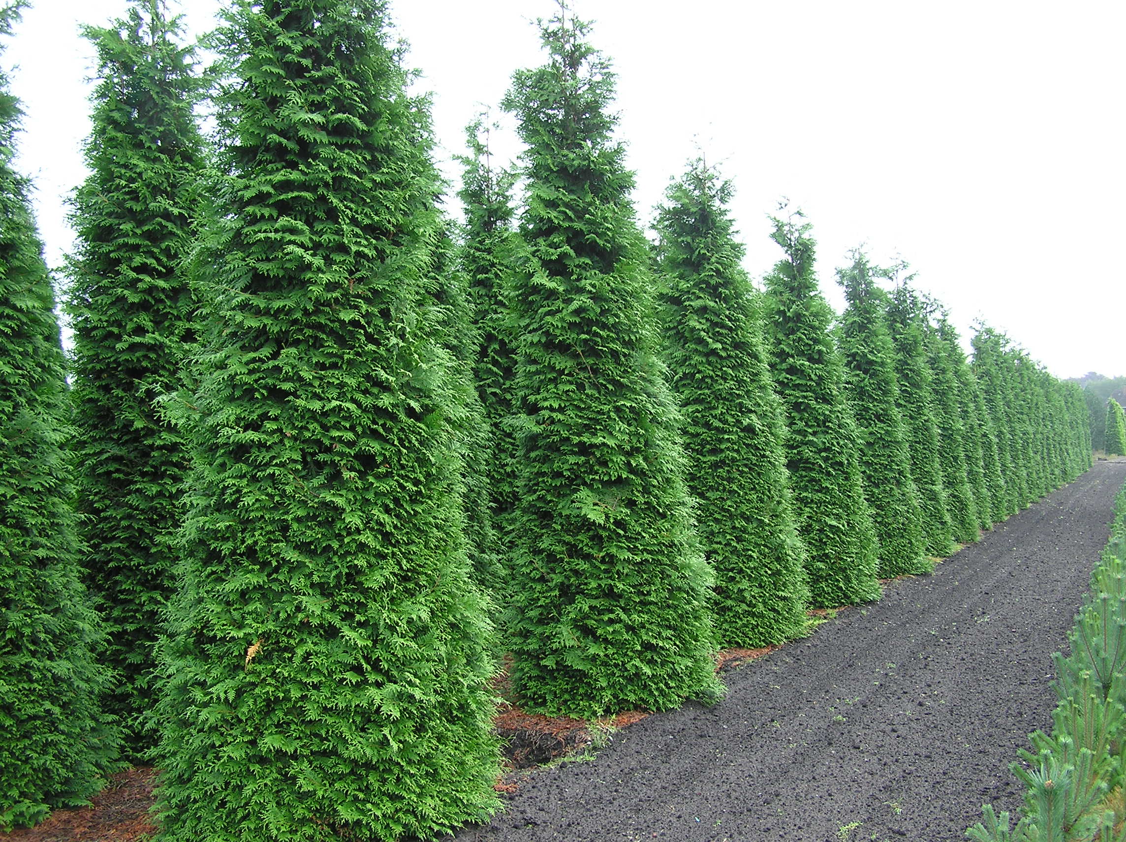 Thuja Lebensbaum, Martin - (Thuja plicata, Martin) 600-700 cm und ...