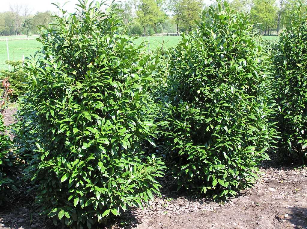 Kirschlorbeer, Herbergii - (Prunus lauroc., Herbergii) 200-250 cm in ...