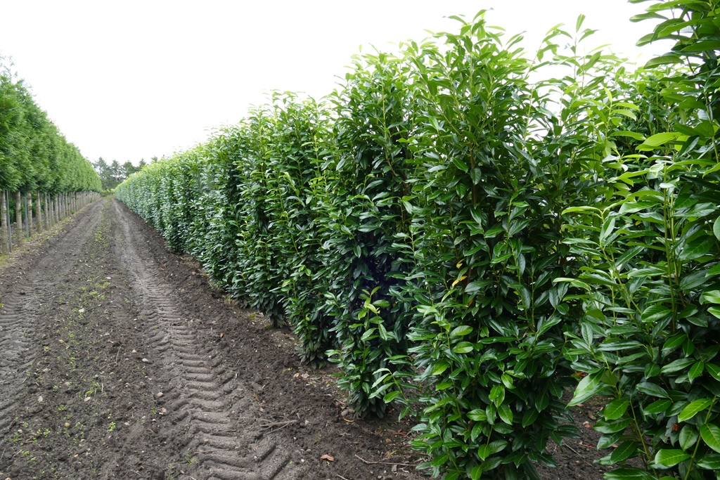 Schlanke Kirschlorbeer, Genolia, ® - (Prunus lauroc., Genolia, ®) 275 ...