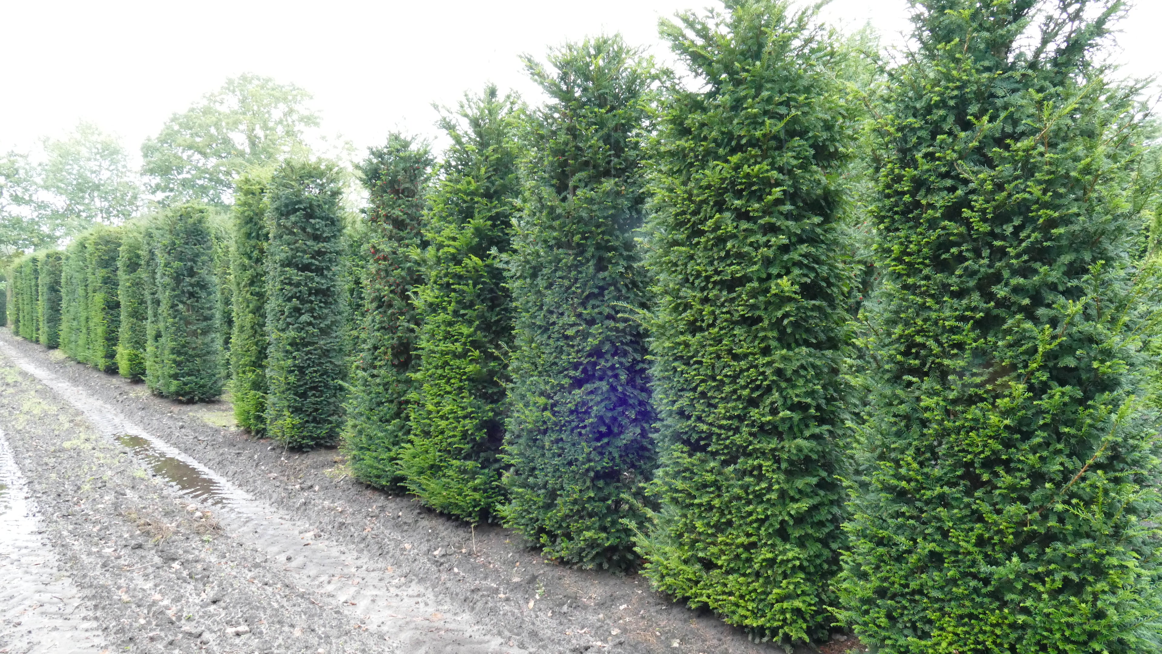 Eibe - heimische Eibe - (Taxus baccata) 210-210 cm günstig im online ...