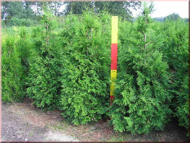 Thuja Lebensbaum, Martin - (Thuja plicata, Martin) 225-250 cm in bester ...