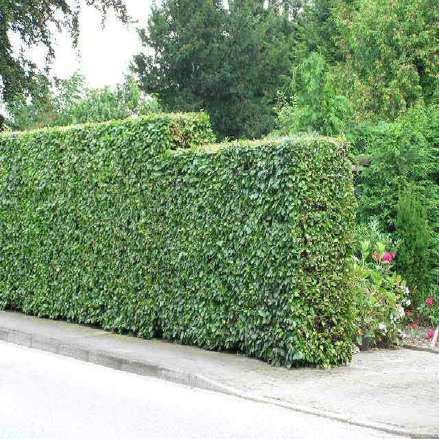 Hainbuche, Weißbuche - (Carpinus betulus) 175-200 cm kaufen und bestellen!