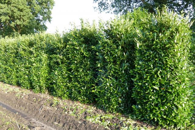 Kirschlorbeer, Herbergii - (Prunus lauroc., Herbergii) 225-250 cm ...