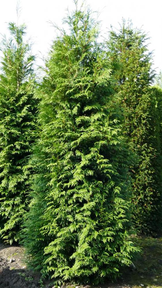 Thuja Plicata